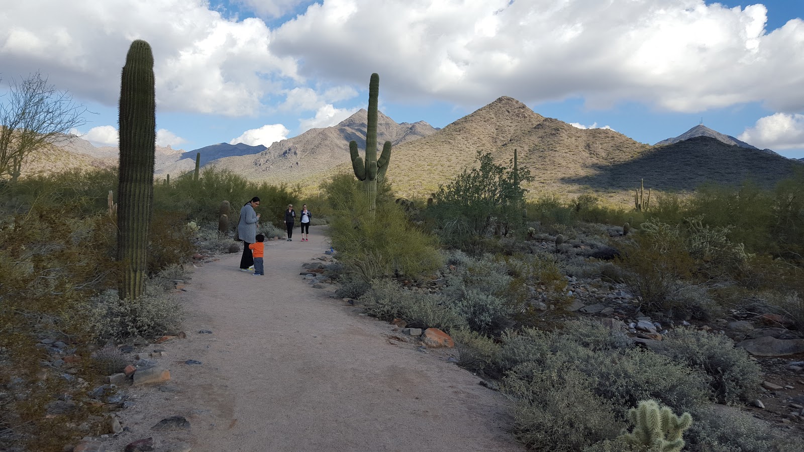Helgeson's Hikes: Bajada Nature Trail @ McDowell Sonoran Desert in ...