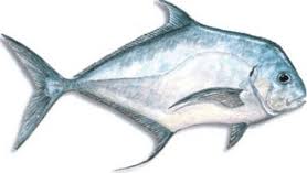 Perikanan Kota Mataram: BUDIDAYA IKAN KUWE