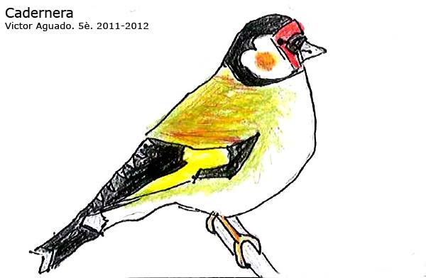 EL PLUMIER DE LA LOLA: OCELLS DIBUIXATS