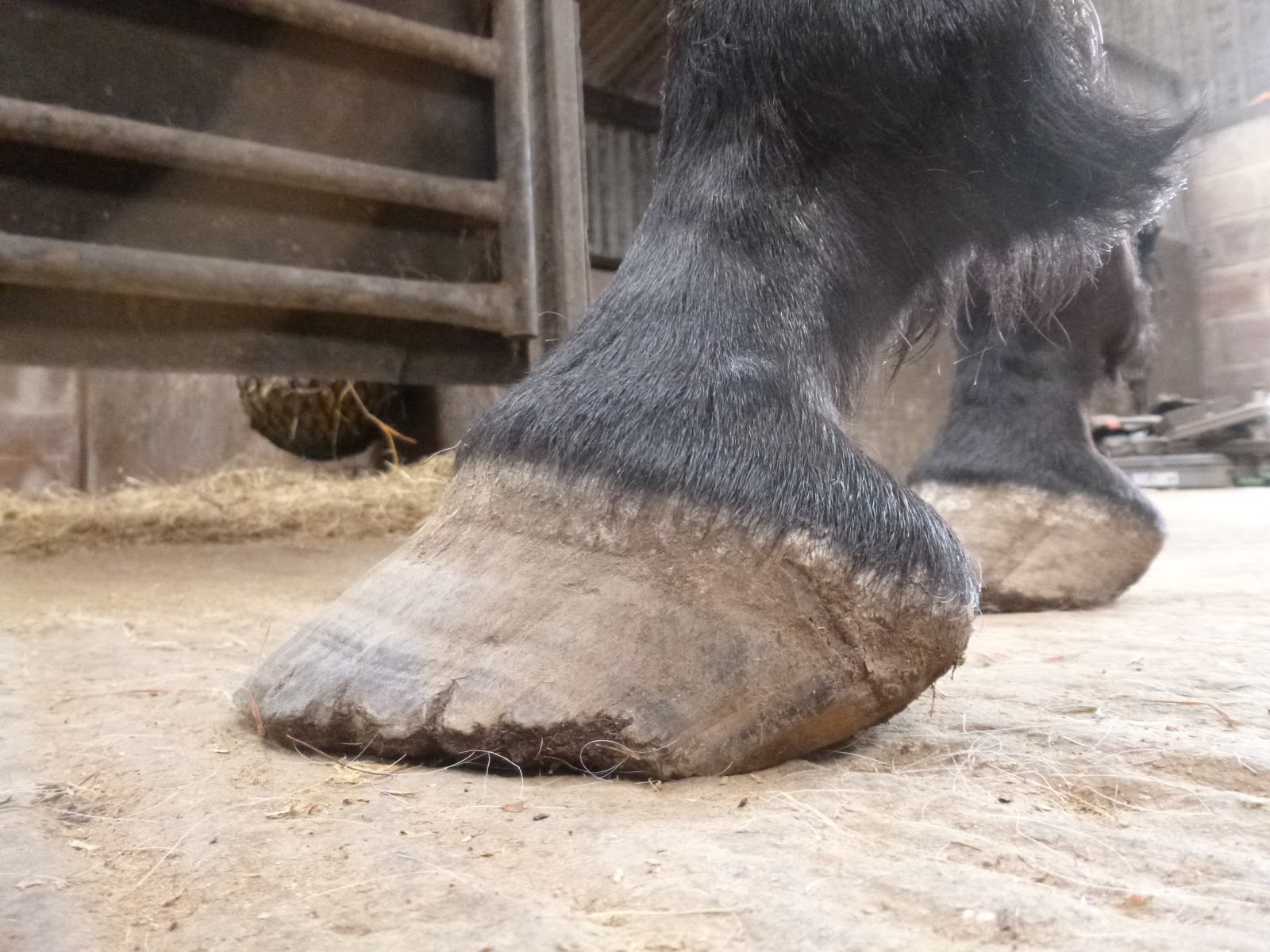 Rockley Farm: Wally's 8 week update - hoof growth and balance