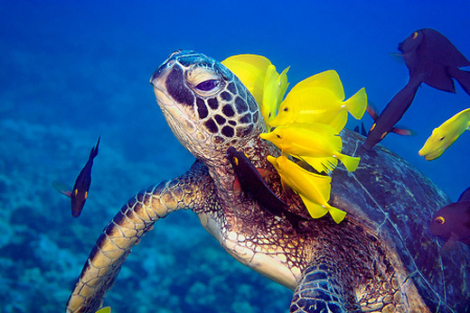 Photography Around World: Beautiful Sea Turtle Photo, World Award Winning