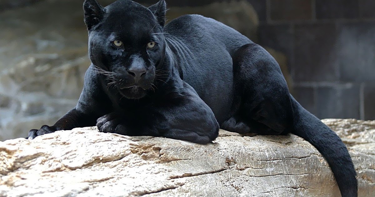 Achtergrond met een zwarte panter | Mooie Leuke Achtergronden Voor Je ...