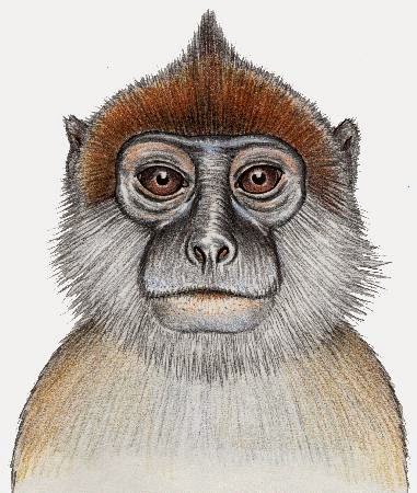 Mamíferos y marsupiales mammals of the earth: Colobo verde (Procolobus ...