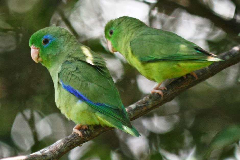 Tierra de papagayos, loros, cacatuas, pericos, cotorras y guacamayos ...