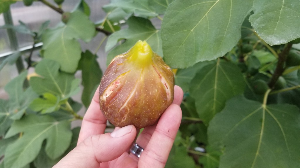 Black Zadar FIg - Var Tin