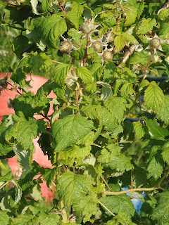 Pratos da Bela: Árvores de fruto entre outros II...