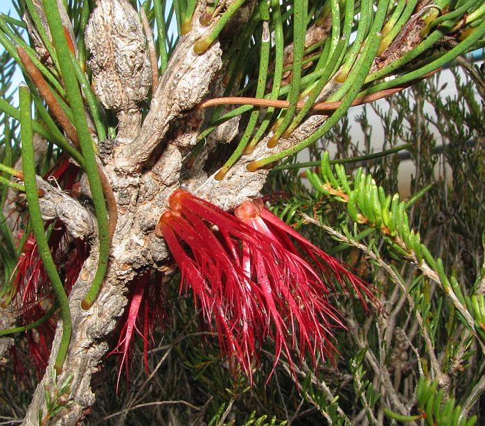 Esperance Wildflowers: Calothamnus gibbosus – Corky Net-bush