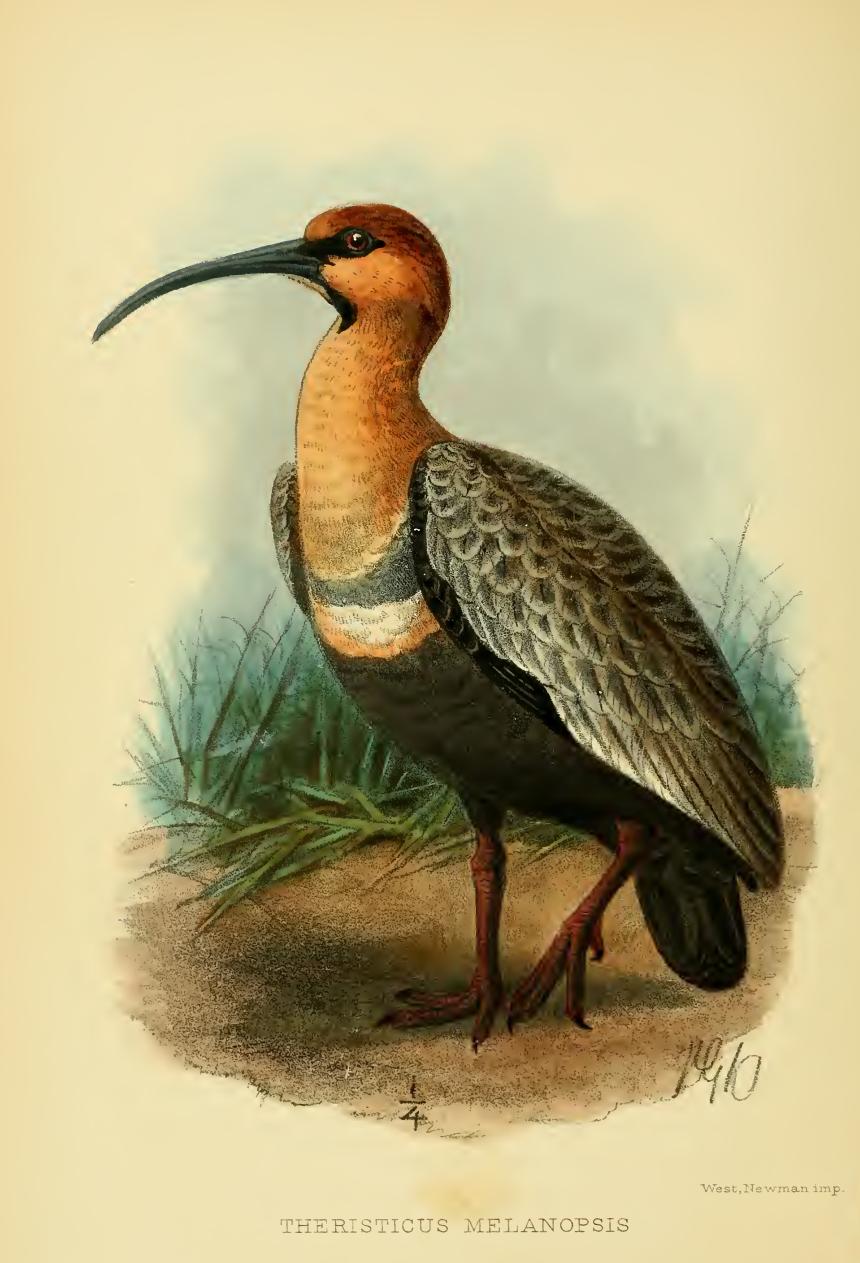 HISTORIAS ZOOLOGICAS: LA HISTORIA DE LA BANDURRIA AUSTRAL - Theristicus ...