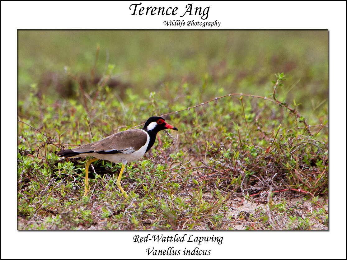 Red-Wattled Lapwing