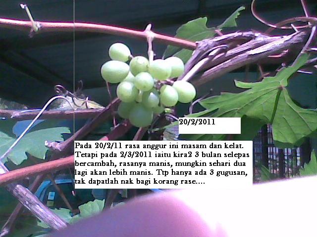 Khazanah Alam: Semanis White Malaga..