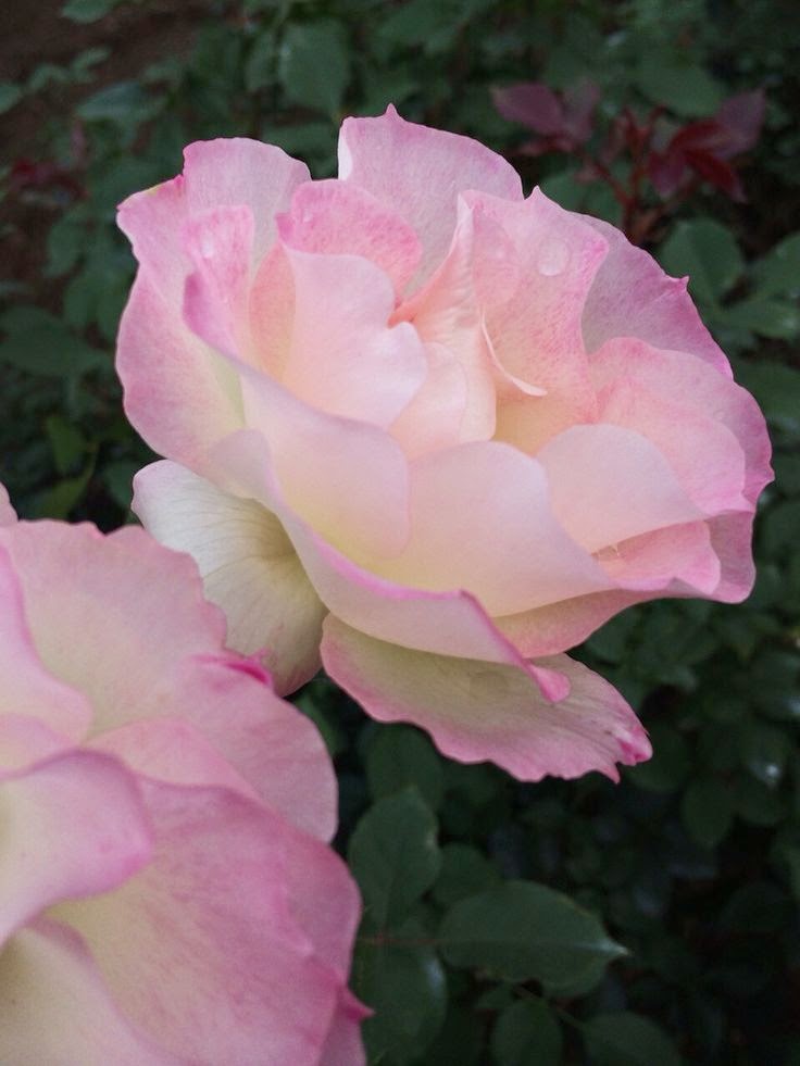 Flowers Gardens: ~Romantic GARDEN~