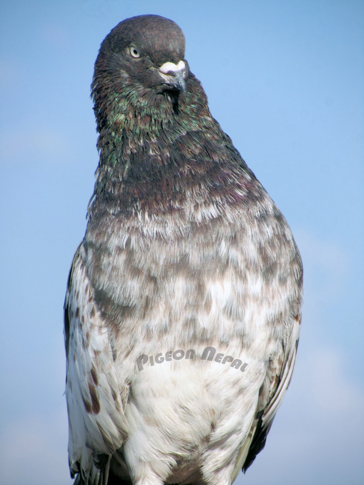 PIGEONS OF Nepal