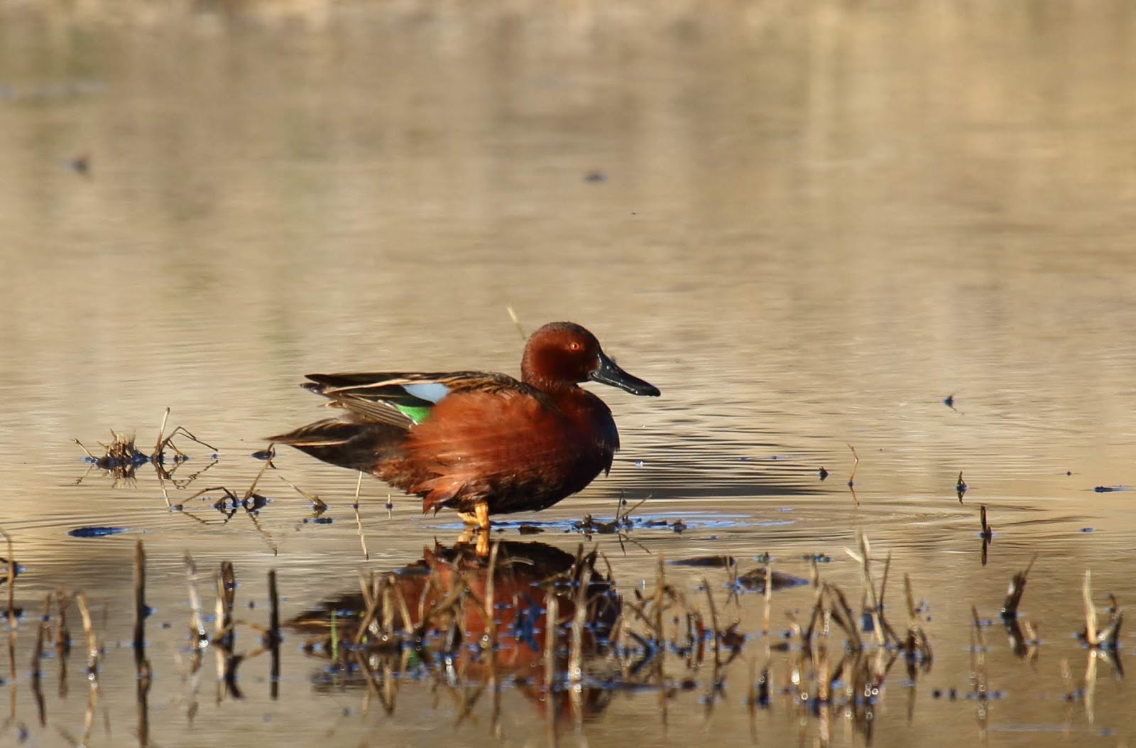 Cinnamon Teal at Borrego Springs - Greg in San Diego