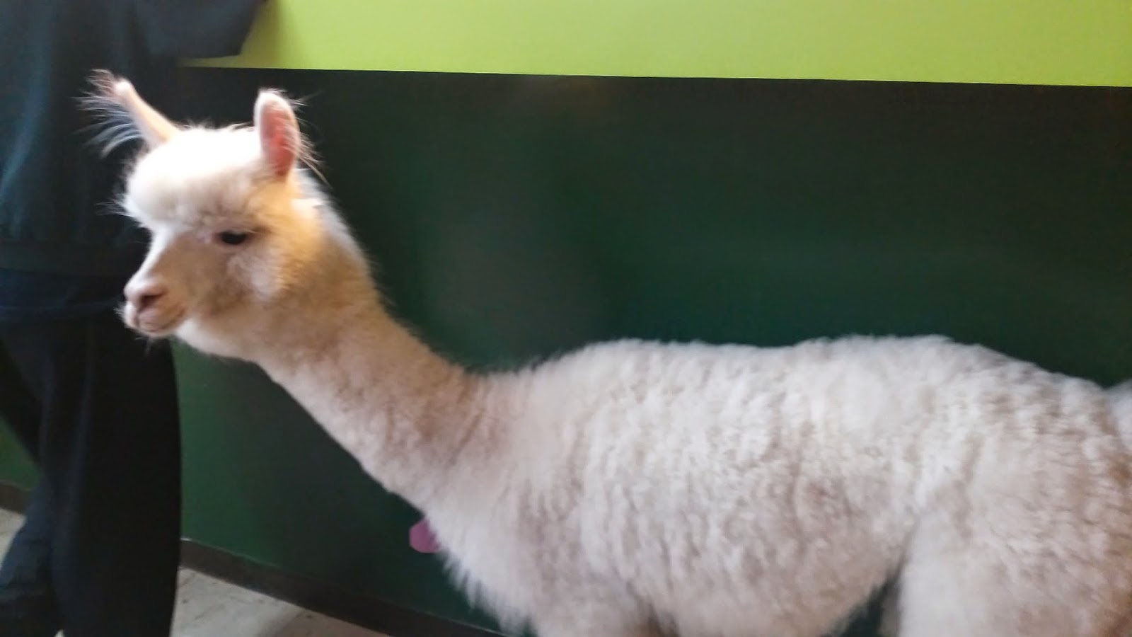 Taiwan- Alpaca Cafe & Danshui