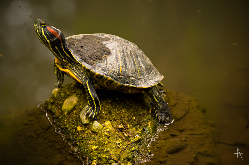 Meh: Ollie by Sphero