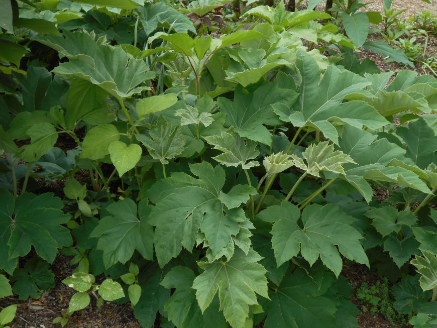 Future Plants by Randy Stewart: Fatsia