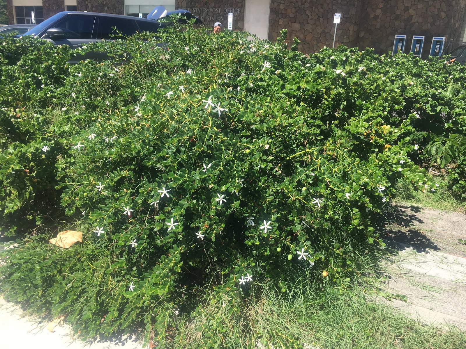 Carissa macrocarpa (Natal Plum)