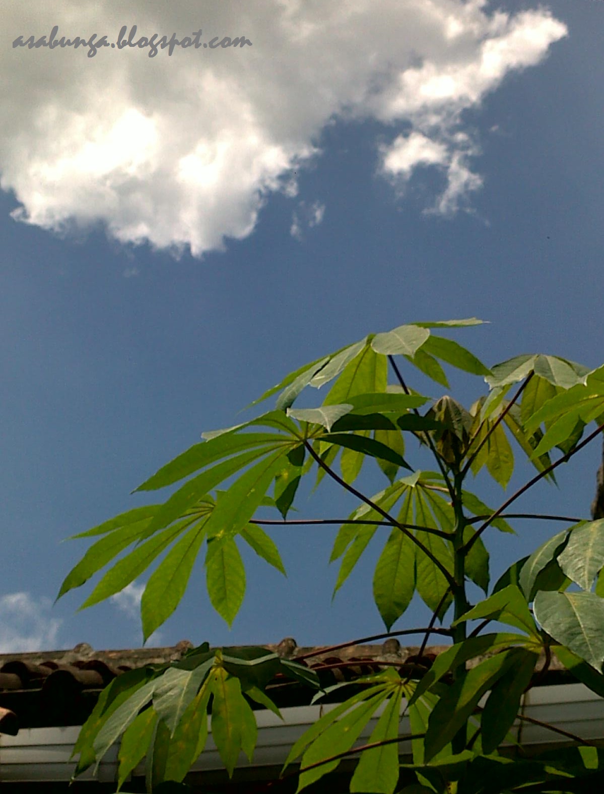 Asa Bunga: Nostalgia Pohon Kersen