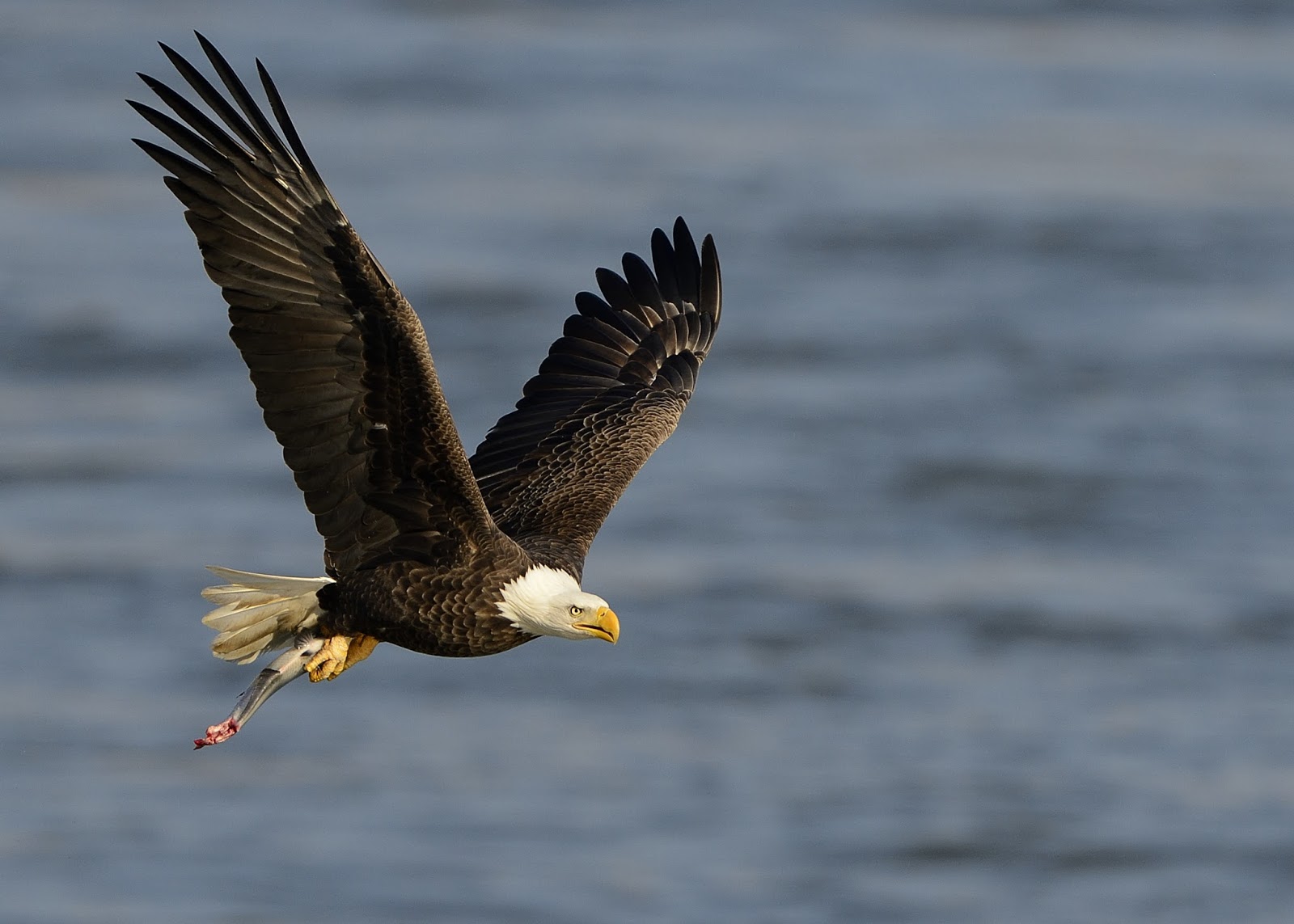 Words Half Heard: A Prayer for the Eagles