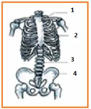 BIO 4 SD | Materi dan Soal Biologi
