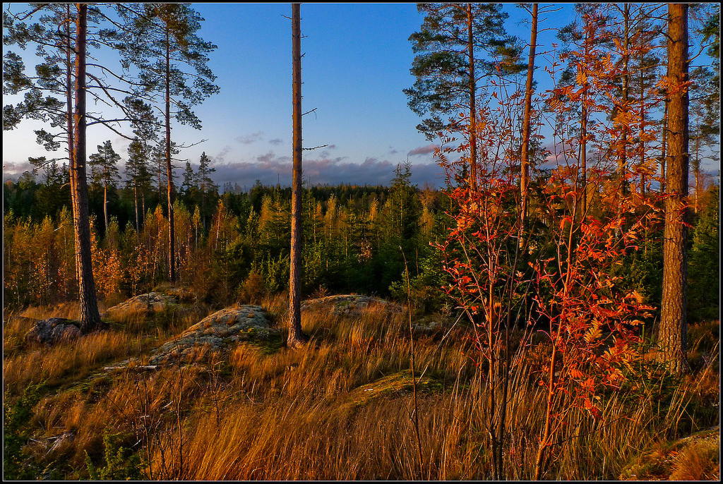 Ruska u Laponiji ~ F I N S K A