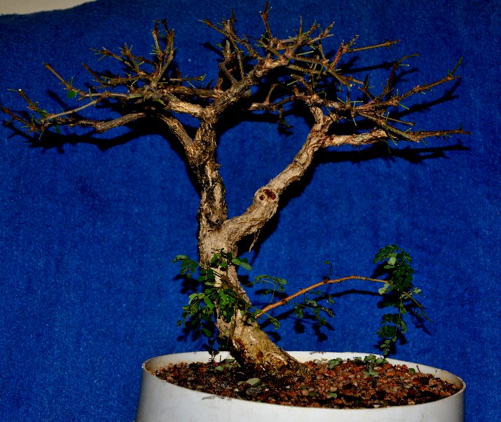 LENNARD'S BONSAI BEGINNINGS.: Acacia burkei/Black Monkey Thorn progression.