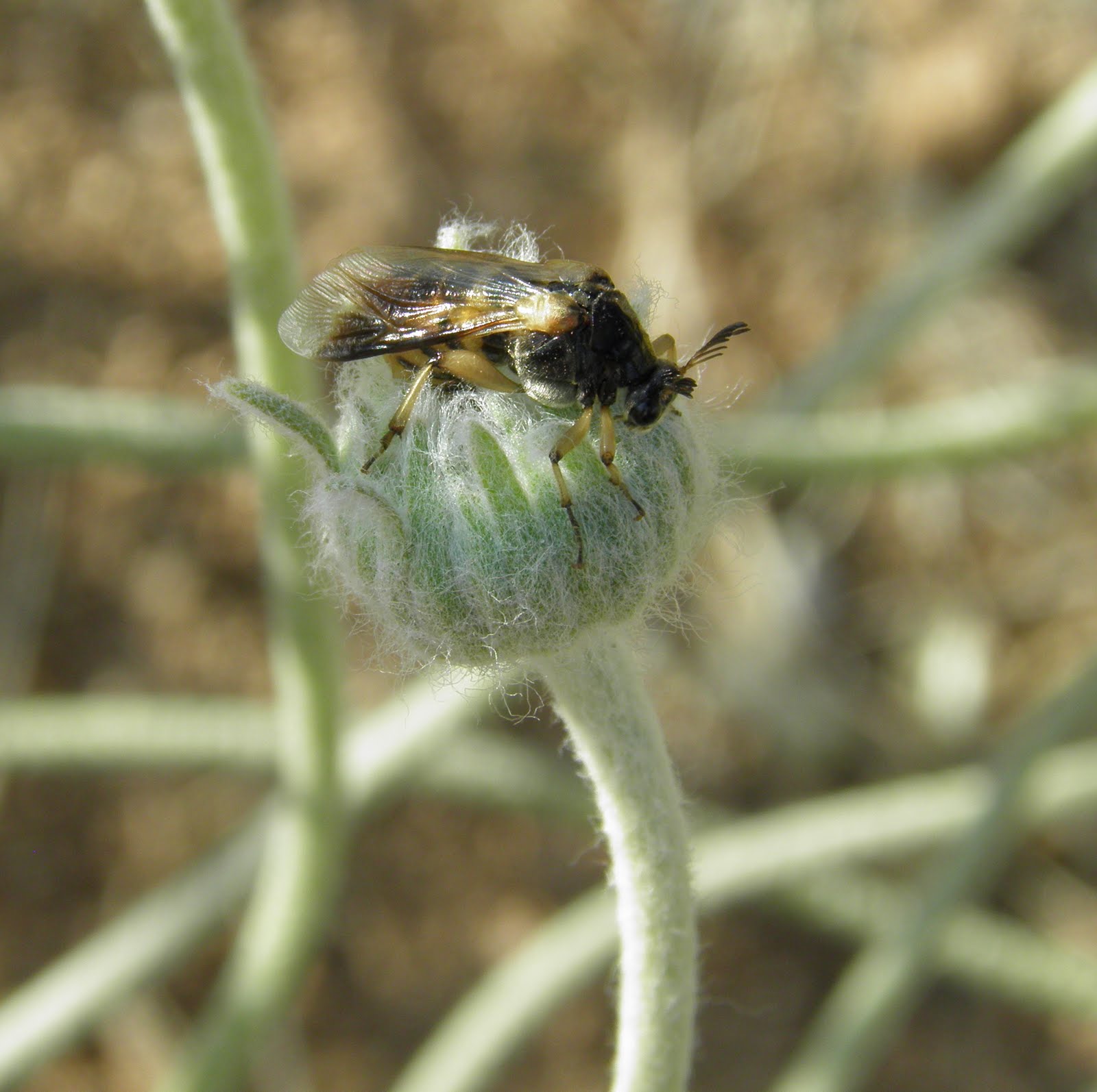 Arizona: Beetles, Bugs, Birds and more: It's a Wasp, it's a bee, it's a ...