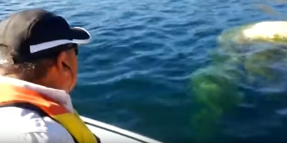 The "lake Monster" of Lake Rosario: just a clump of algae (didymo ...