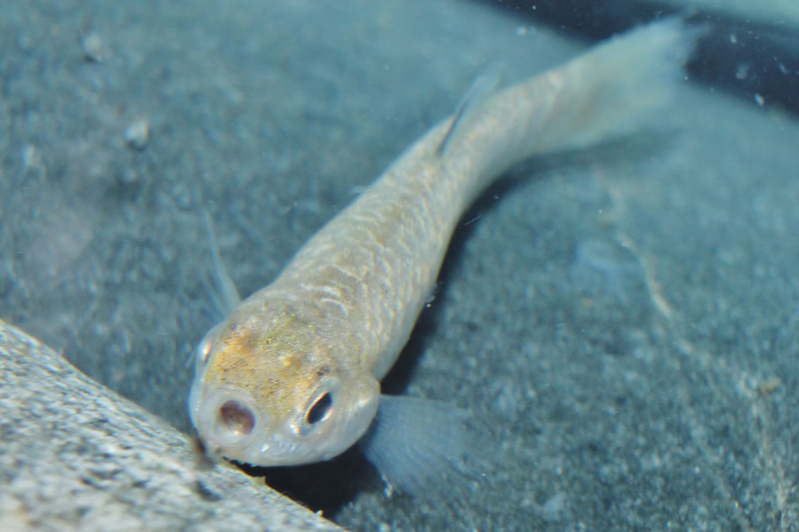 Biodiversity of Cyprus by NGO Protection of the Natural Heritage and ...