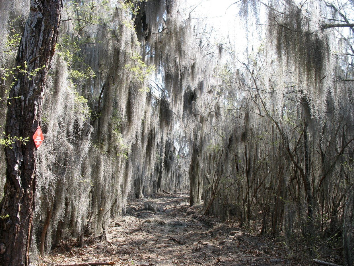 Using Georgia Native Plants Special Plants Special