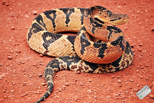 BIOLOGIA E HERPETOLOGIA Amor à vida e aos Répteis!: Surucucu ou ...