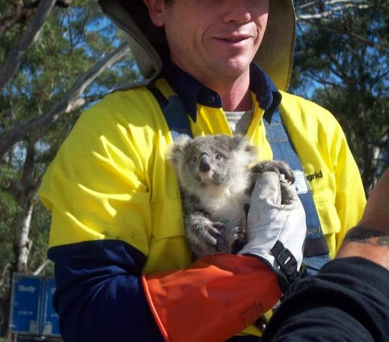 White Wolf : Baby Koala and injured mum rescued from trees close to ...