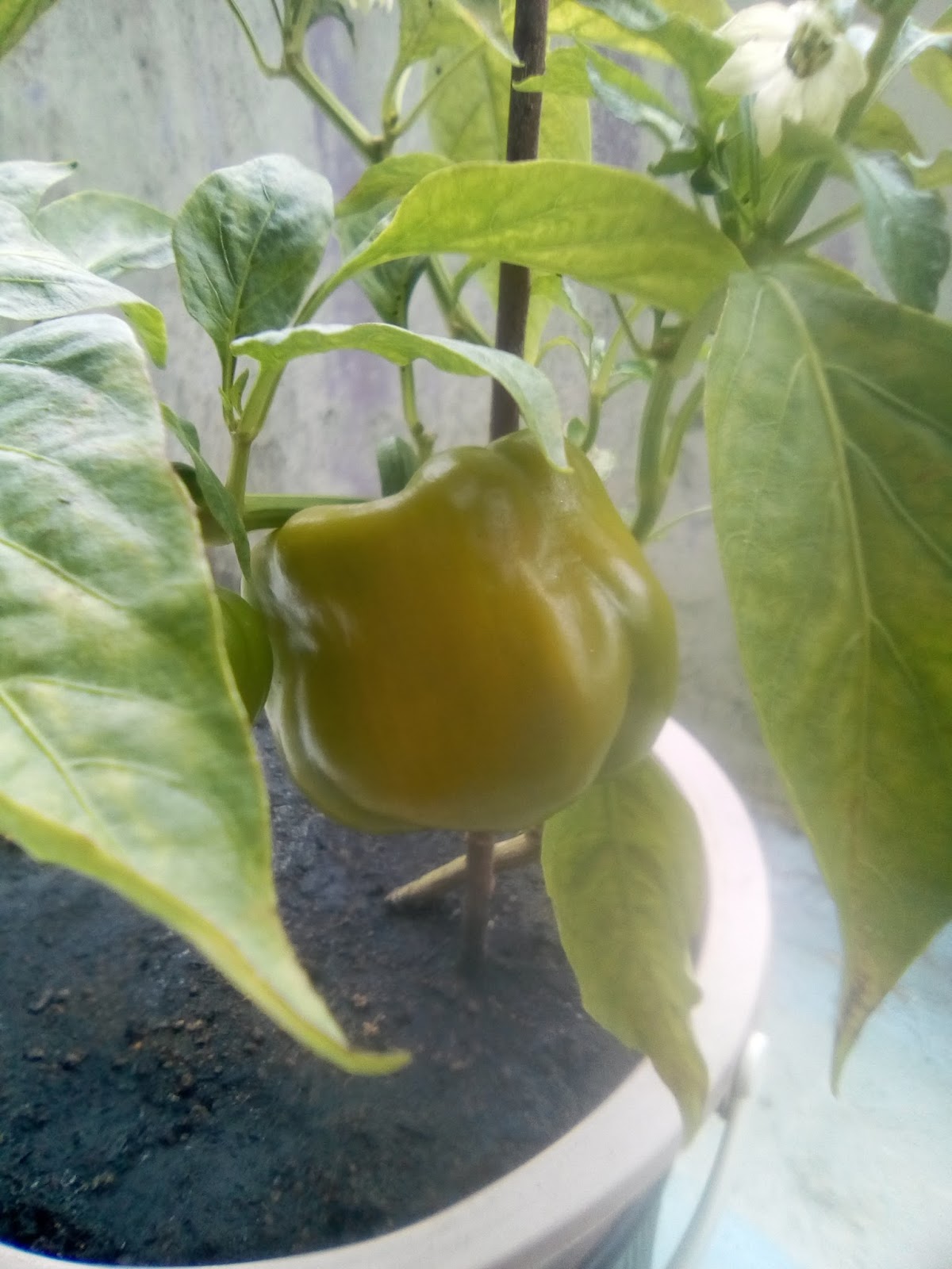 Jom Tanam Sayur ( JTS ) : Pokok Cili BenggalaJom Tanam Sayur (JTS ...