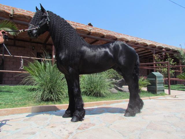 hipica: EL CAVALL: Evolució dels cavalls i raçes