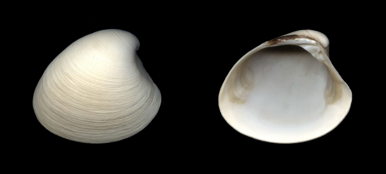 Moluscos marinos de Argentina: octubre 2016