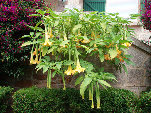 BREA VENENOS: -Escopolamina (Burundanga)