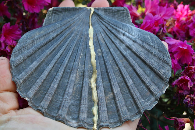 AT THE BOTTOM OF THE SEA...