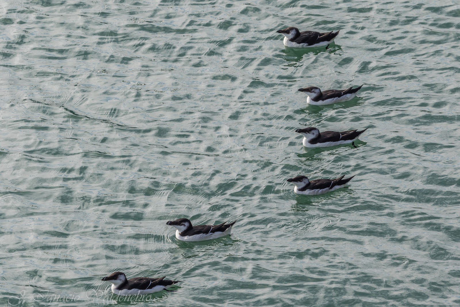 DocNatureBlog: El pingüino europeo. Alca Común (Alca torda). Alca Monxa.