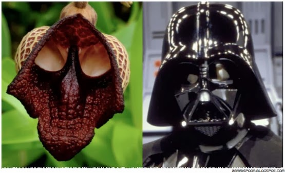 Bunga Pelik Mirip Watak Jahat Darth Vader Star Wars - Gaban Comel