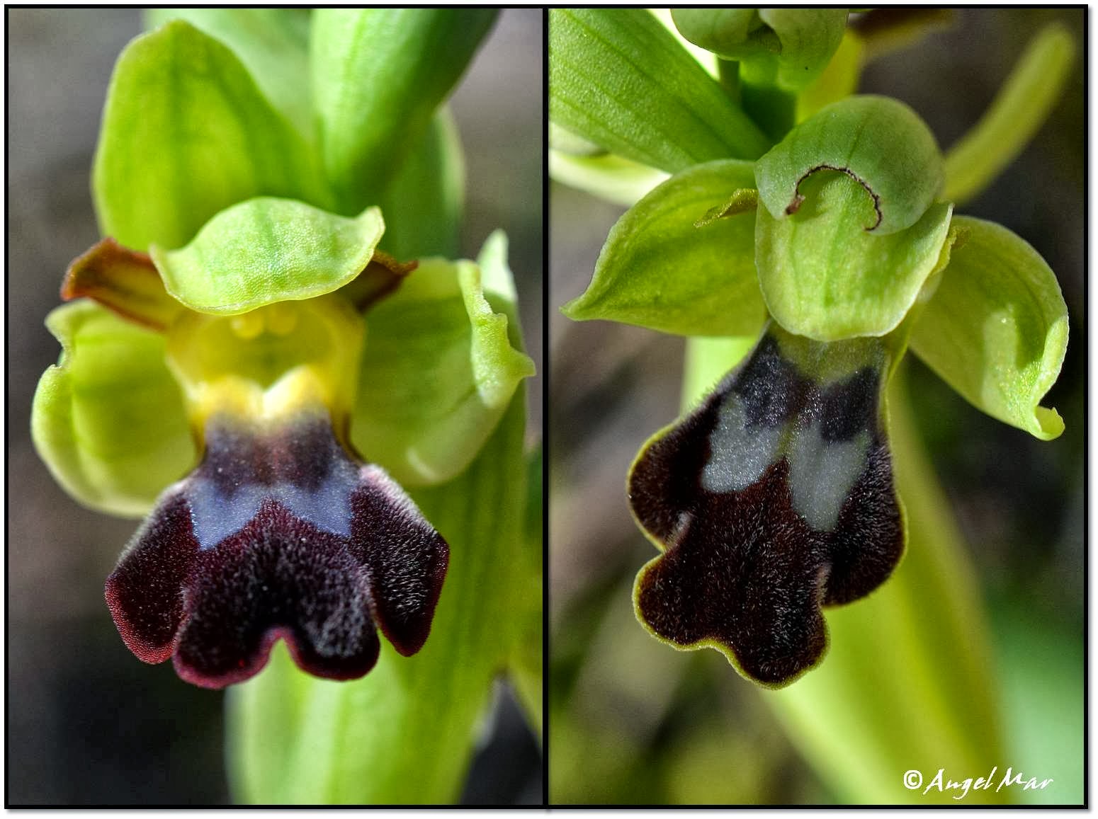 Orquídeas Blog de Angel Mar: Ophrys fusca (Sierras de Jaén - Marzo 2014 ...