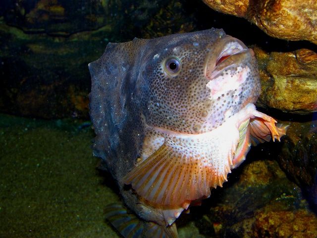 Real Monstrosities: Henfish aka THE Lumpsucker