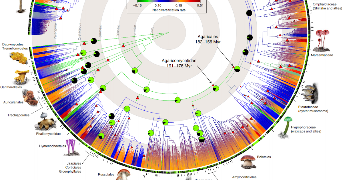 Species New to Science: [Fungi • 2019] Megaphylogeny Resolves Global ...