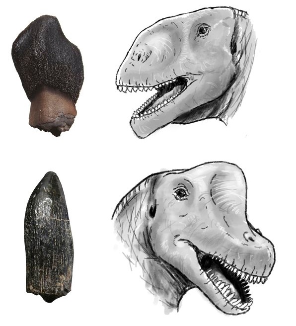 Species New to Science: [Paleontology • 2017] Sauropod Tooth ...