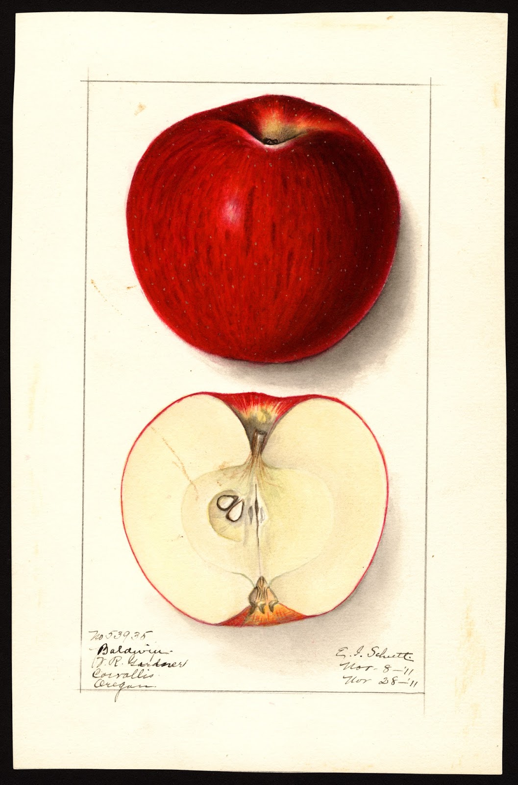 Daniel's Pacific NW Garden: Apple Varieties. 9.26.16