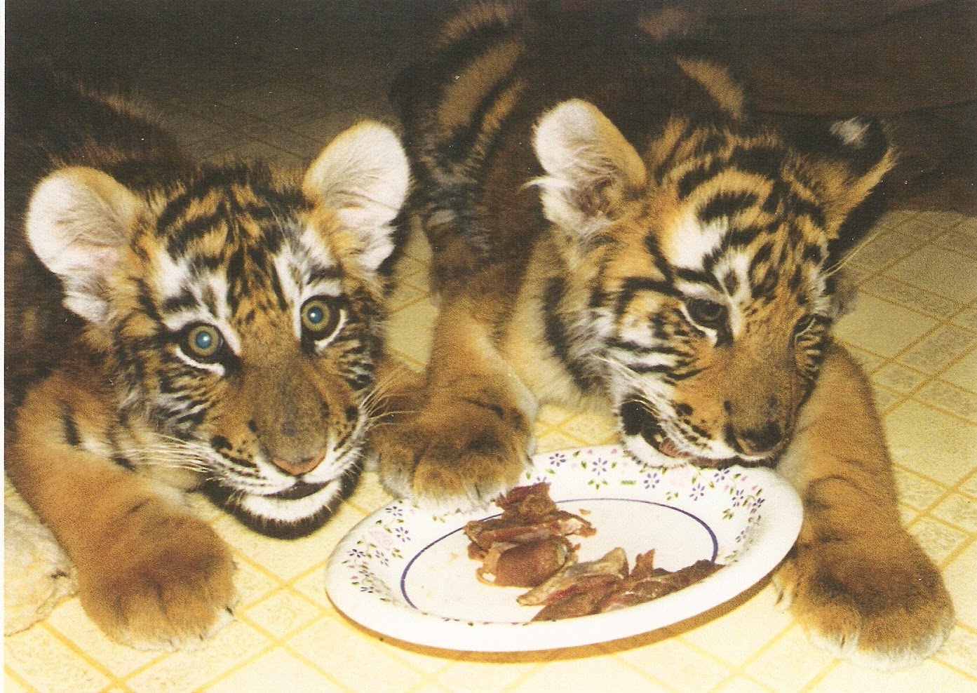 Gryphon Wings & Tiger Tails: Siberian Siblings at Cedar Cove