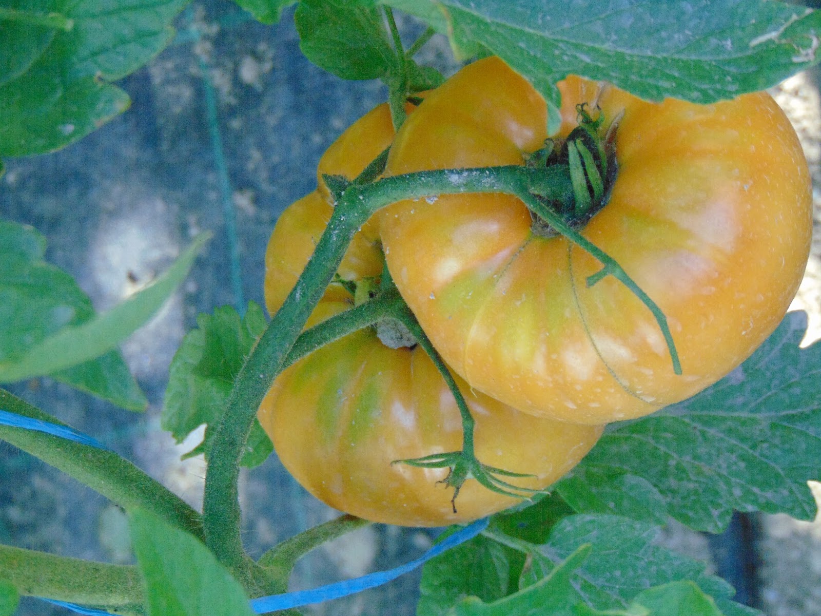 Trei mândre - Grădina Mirelei