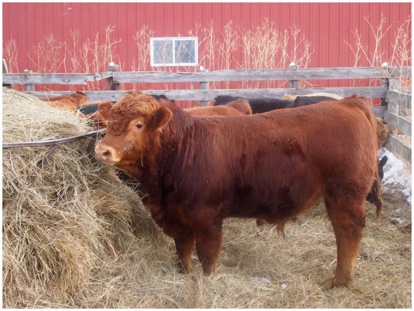 Generalidades de la Ganadería Bovina.: Gelbvieh