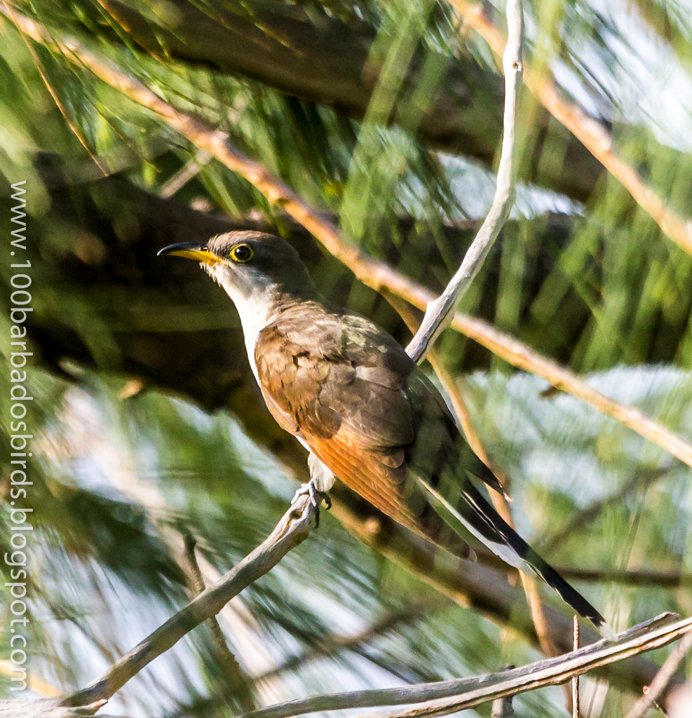 Birds of Barbados: Yellow-billed Cuckoo