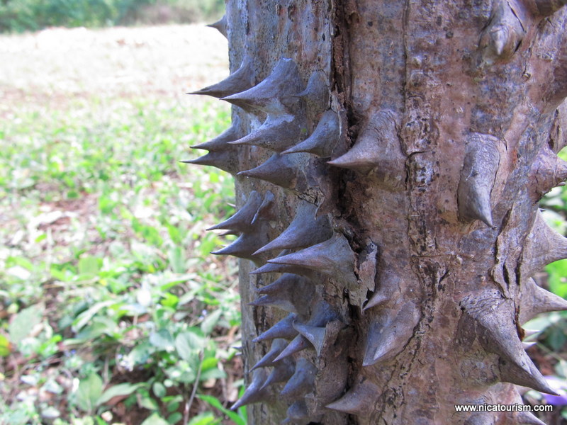 Nicaragua - People and places: Pochote tree Arbol de Pochote
