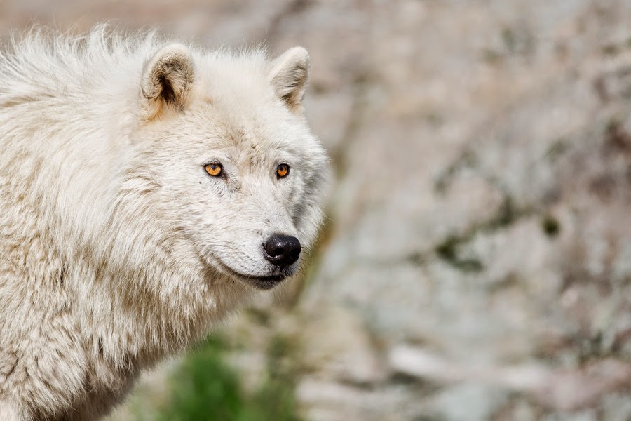 White Wolf : 15 Photos of the Most Amazing Animal in Alaska - Arctic ...
